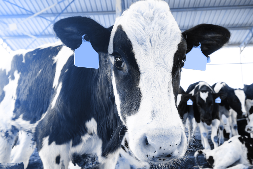 cow-test-1 | United Animal Health